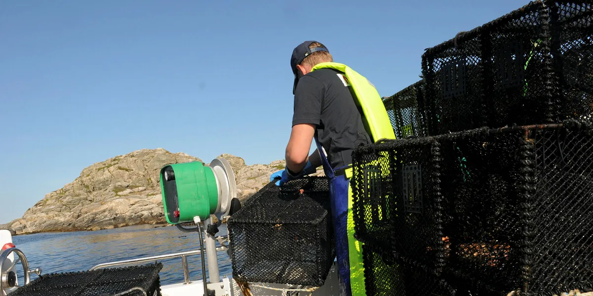 Helt nye regler for fiske etter leppefisk i år