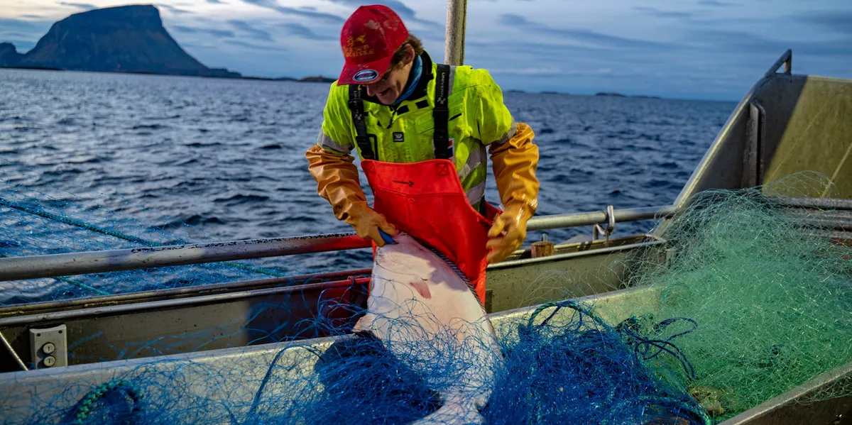 Rekordfiske etter kveita – nå kommer kvoteråd og strengere reguleringer ...