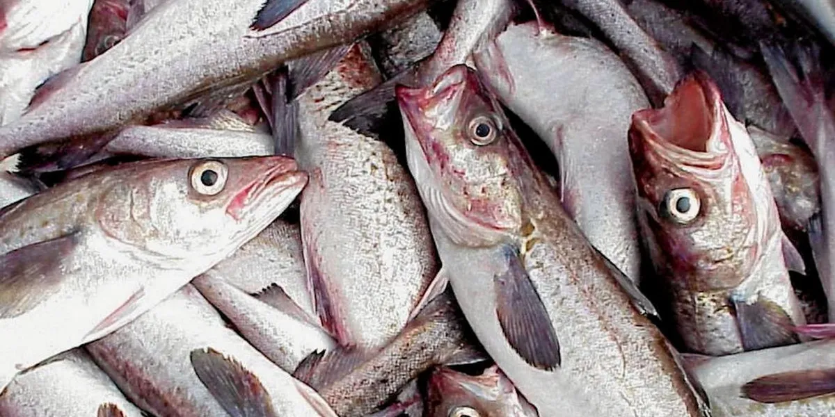 Russian pollock export prices fall to six-year low | Intrafish