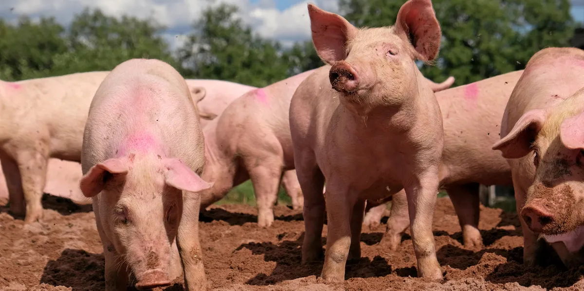Harvey Gulf reveals how pig manure fuelled its pursuit of net-zero goals