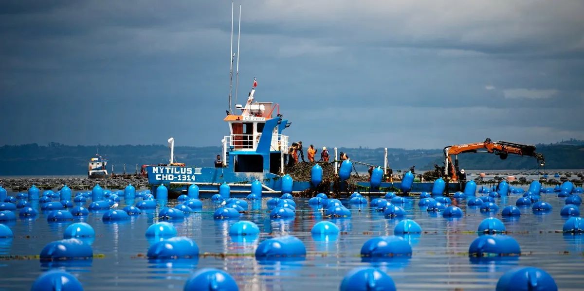 Chile's mussel farmers brace for sharp drop in exports | Intrafish