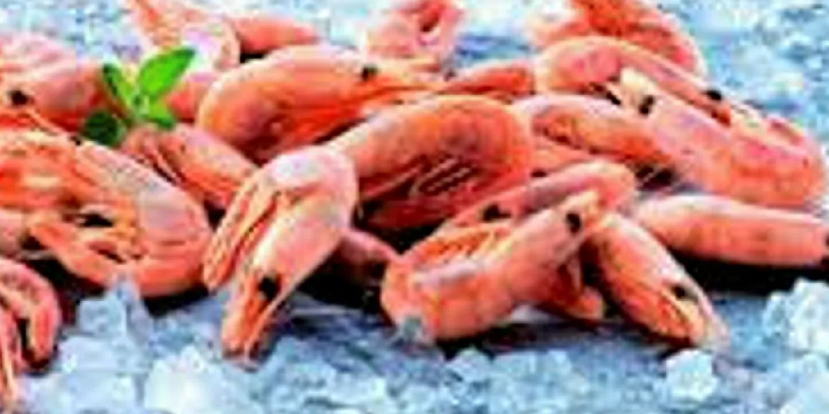 Royal Greenland shutters Danish shrimp processing operation | Intrafish