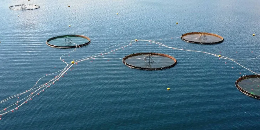 Massive farmed cod escape sparks fears of impact on wild stocks | Intrafish