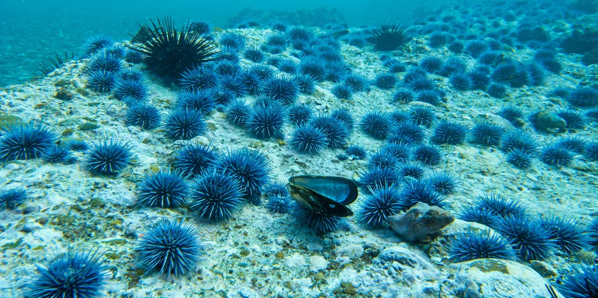 Canadian investment firm snaps up urchin aquaculture company | Intrafish