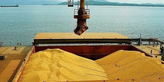 Panamax bulker owners feel the pinch of crashing Chinese grain shipments