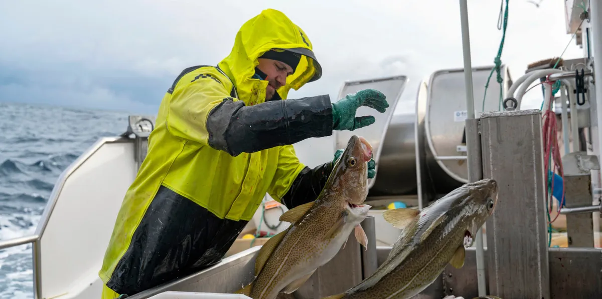 Barents Sea cod quota must be lowered by 31% for 2025, researchers say ...